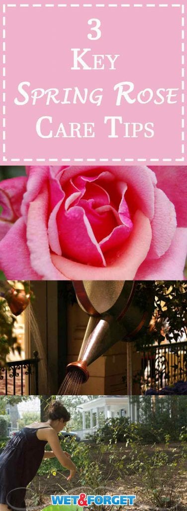 All Rose & No Thorn! 3 Key Spring Rose Care Tips for Top Blossoms ...