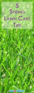 Use Our Top 5 Spring Lawn Care Tips to Enjoy Lots of Beautiful Green ...