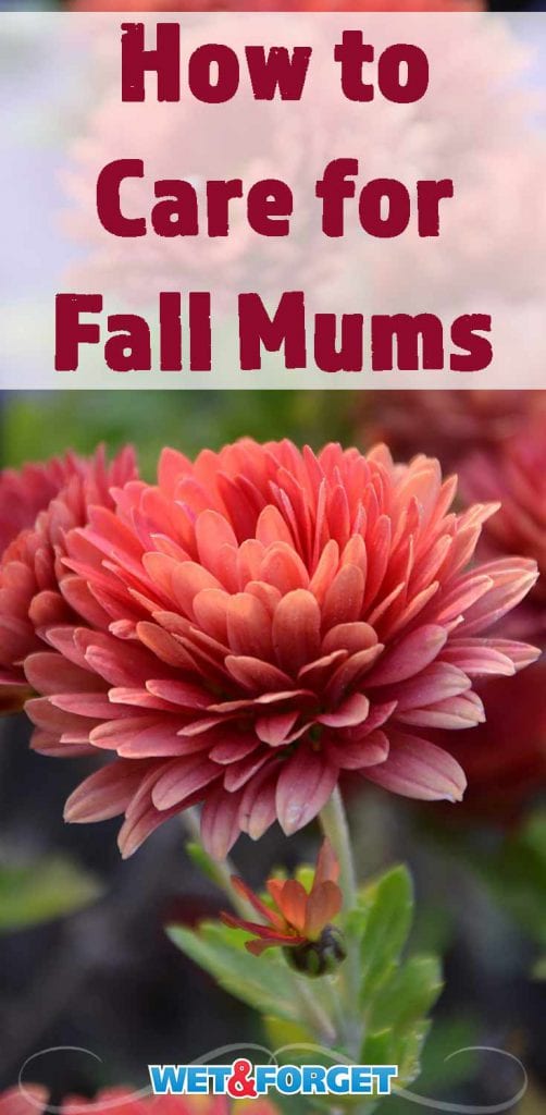 Flower Spotlight: Discover Magnificent Mums, Fall's Peerless Beauties ...