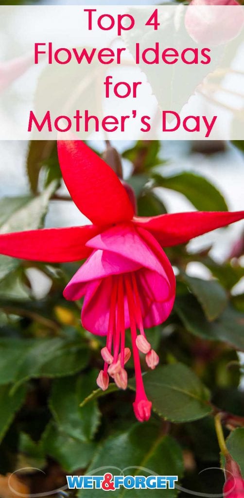 4 Beautiful Blooms That Will Make Mom Smile for Mother's Day | Life's ...