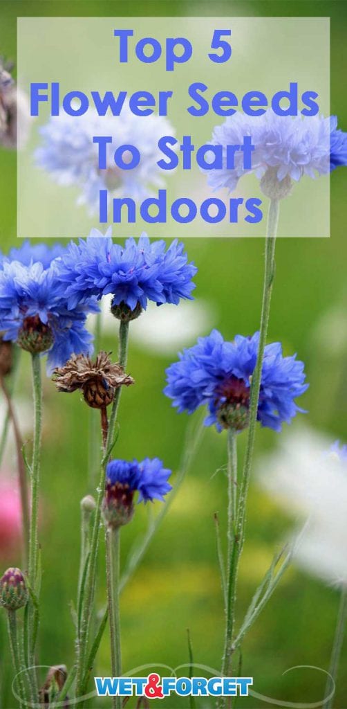 Plant These 4 Flower Seeds Indoors & Get Sublime Spring Blooms for Less ...