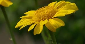 Flower Spotlight: Discover Magnificent Mums, Fall's Peerless Beauties ...