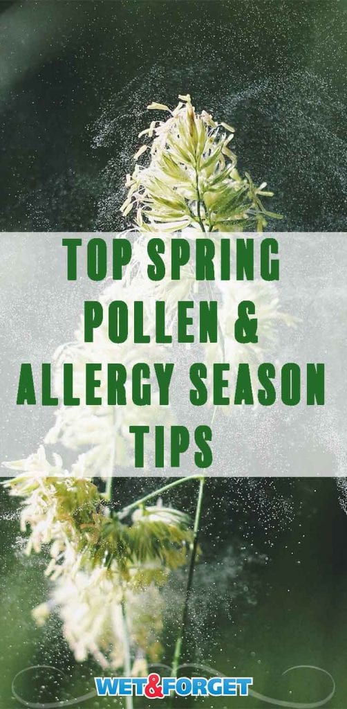 Beat this Year's "Brutal" Spring Allergy Season with these Key Tips ...