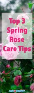 All Rose & No Thorn! 3 Key Spring Rose Care Tips for Top Blossoms ...