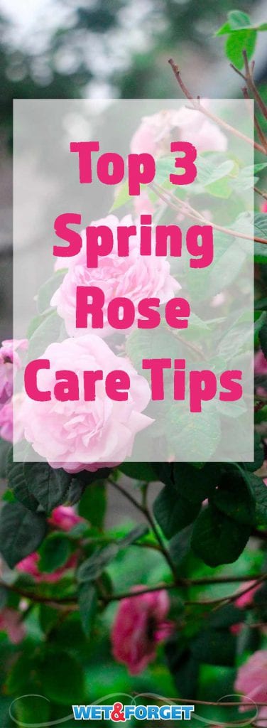 All Rose & No Thorn! 3 Key Spring Rose Care Tips for Top Blossoms ...