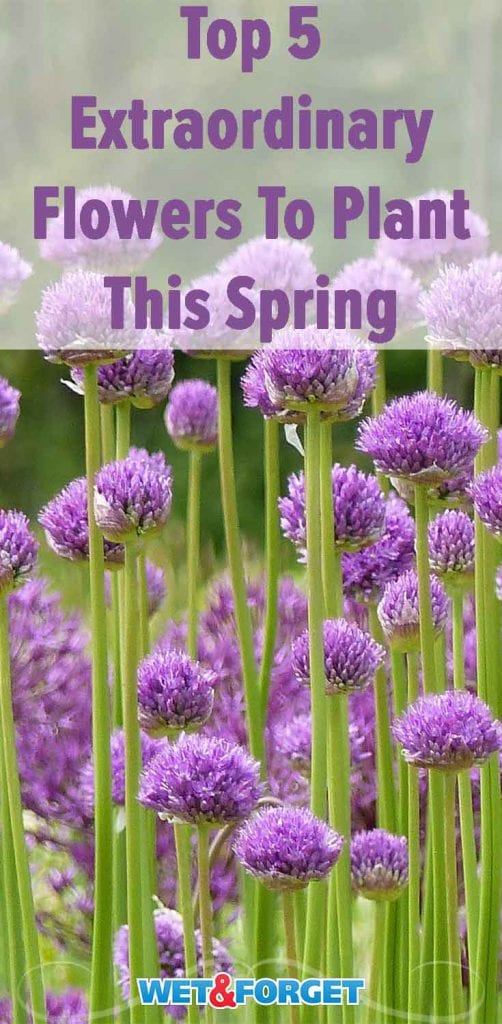Give your Garden the “Wow” Factor with these 5 Extraordinary Flowers ...