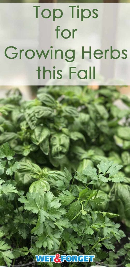 Growing Herbs in the Fall | Life's Dirty. Clean Easy.