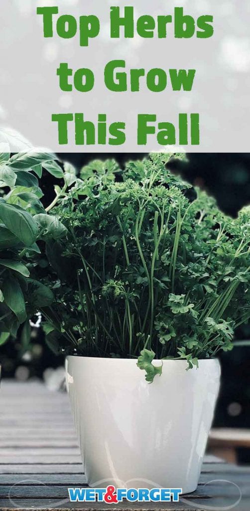 Growing Herbs in the Fall | Life's Dirty. Clean Easy.