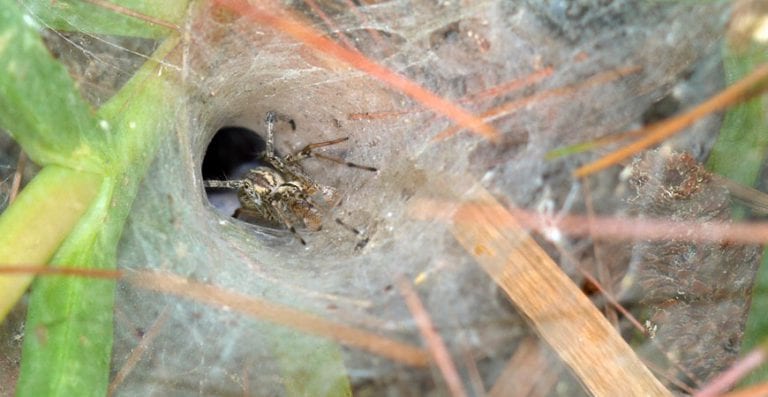 Where Do Spiders Hide in My Home? | Life's Dirty. Clean Easy.