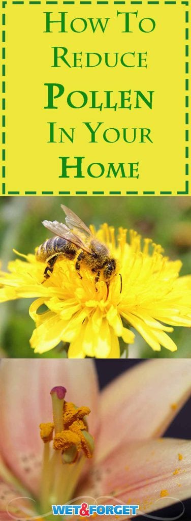 How to Reduce Pollen in Your Home | Life's Dirty. Clean Easy.