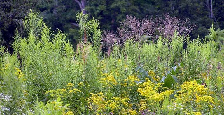 How to Reduce Pollen in Your Home | Life's Dirty. Clean Easy.