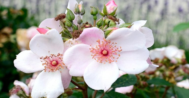 Top 6 Non-Invasive Plants That Thrive in a Small Garden