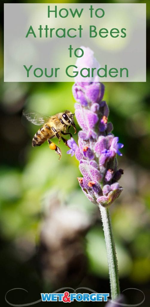How to Attract Bees: An Easy Guide to a Bountiful Garden | Life's Dirty ...
