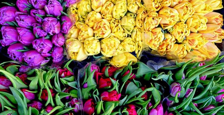 Color Changing Plants & Flowers to Add to Your Garden | Life's Dirty ...