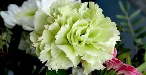 Color Changing Plants & Flowers to Add to Your Garden | Life's Dirty ...
