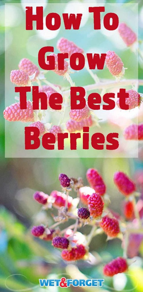 Berry Garden- Add Summer Flavors to Your Backyard! | Life's Dirty ...