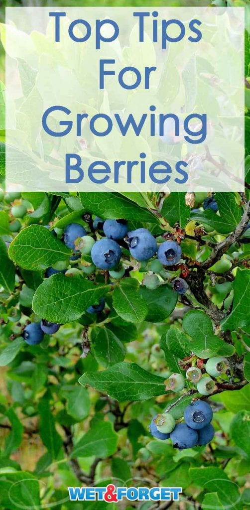 Berry Garden- Add Summer Flavors to Your Backyard! | Life's Dirty ...