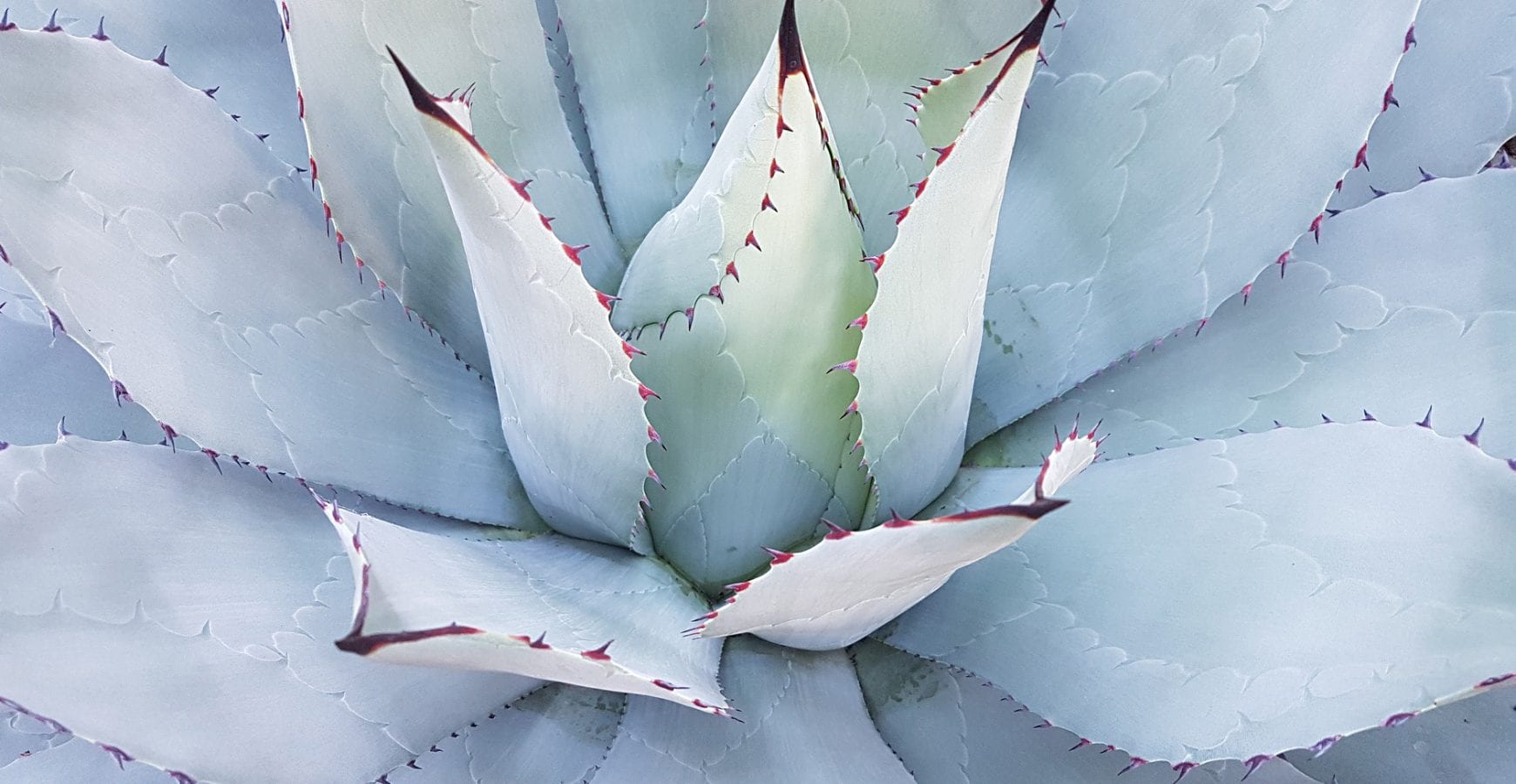 white-cactus | Life's Dirty. Clean Easy.