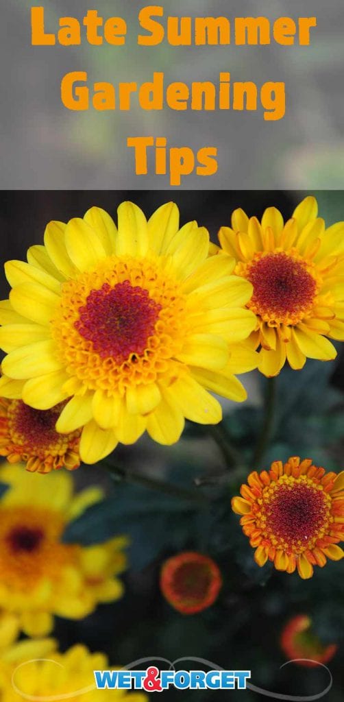 Late Summer Gardening Tips for the Home Gardener | Life's Dirty. Clean ...