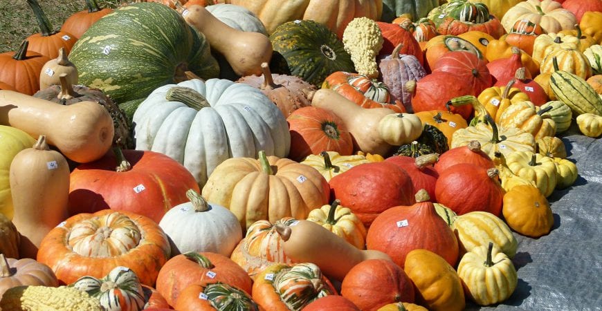 Pick the Best Pumpkin: How to Find the Right Pumpkin for Your Needs ...