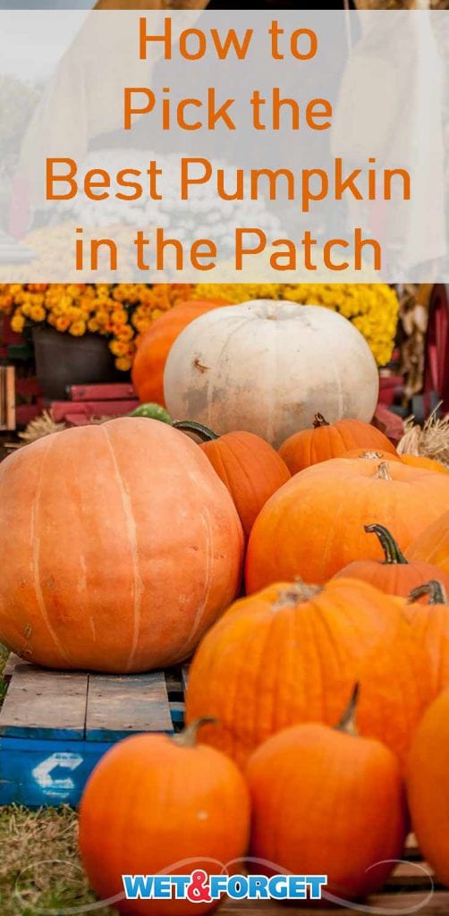 Pick the Best Pumpkin: How to Find the Right Pumpkin for Your Needs ...