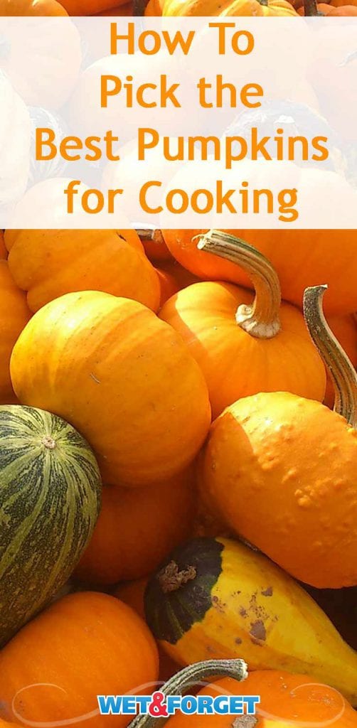 Pick the Best Pumpkin: How to Find the Right Pumpkin for Your Needs ...