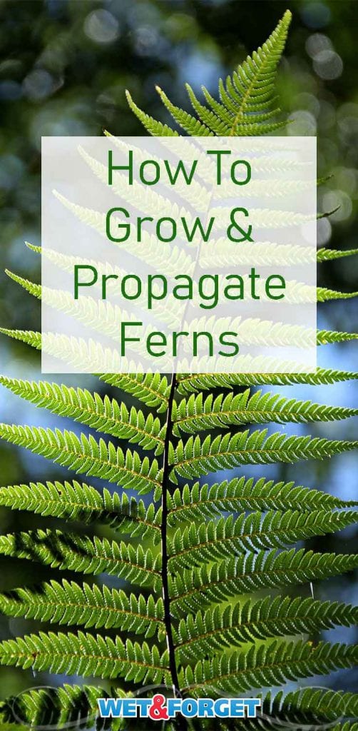 Grow Ferns Indoors: A Quick Guide to Adding Greenery to Your Home ...