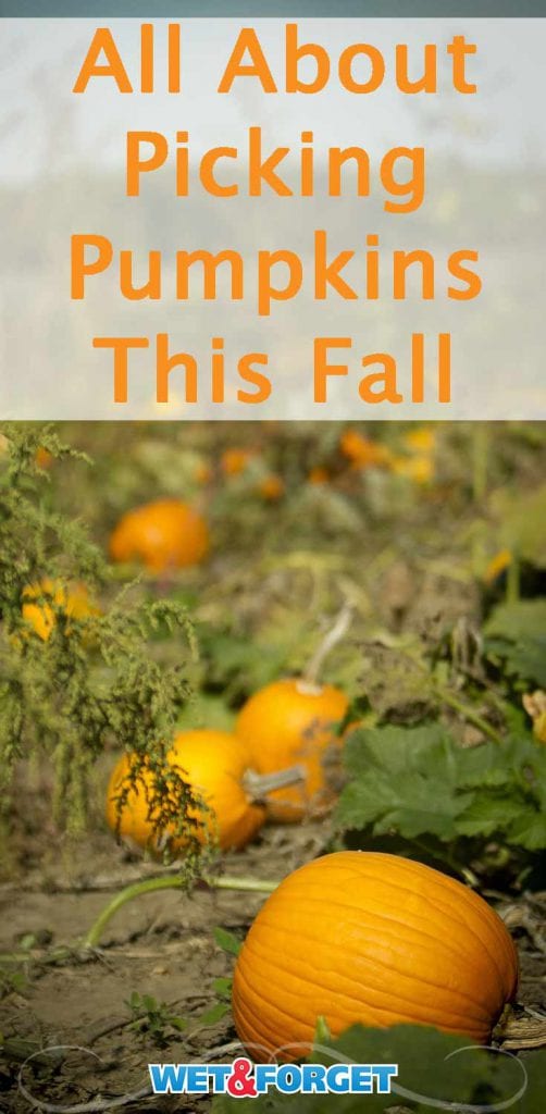 Pick the Best Pumpkin: How to Find the Right Pumpkin for Your Needs ...