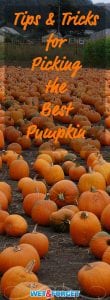 Pick the Best Pumpkin: How to Find the Right Pumpkin for Your Needs ...