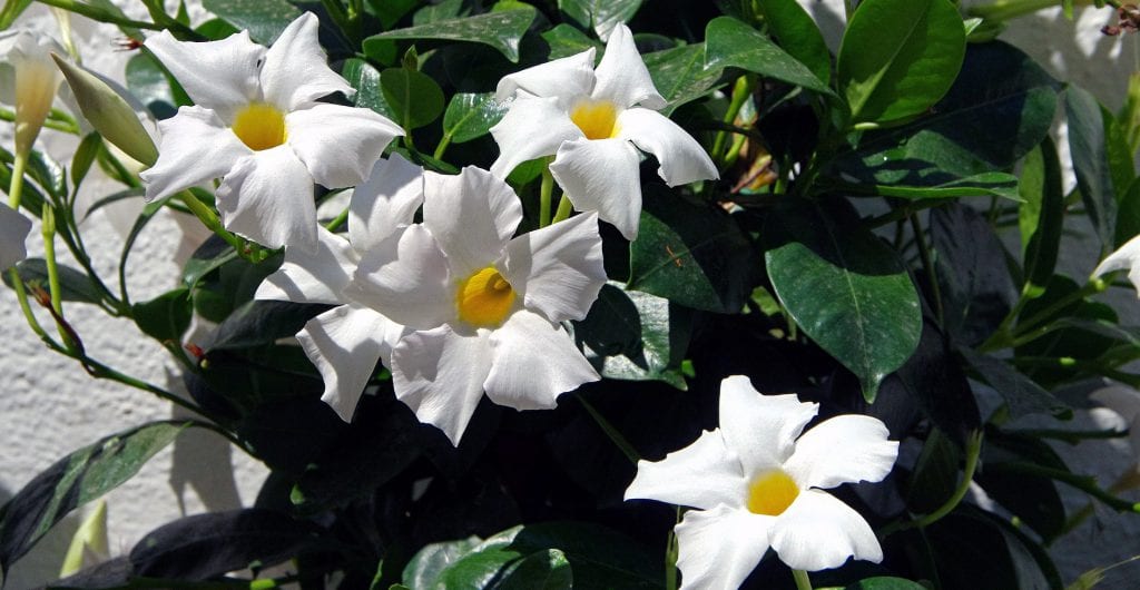 Beautiful Mandevilla Colors for Your Garden, Plus How-Tos | Life's ...