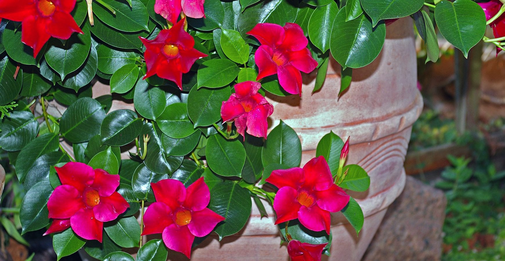 Beautiful Mandevilla Colors for Your Garden, Plus How-Tos | Life's ...