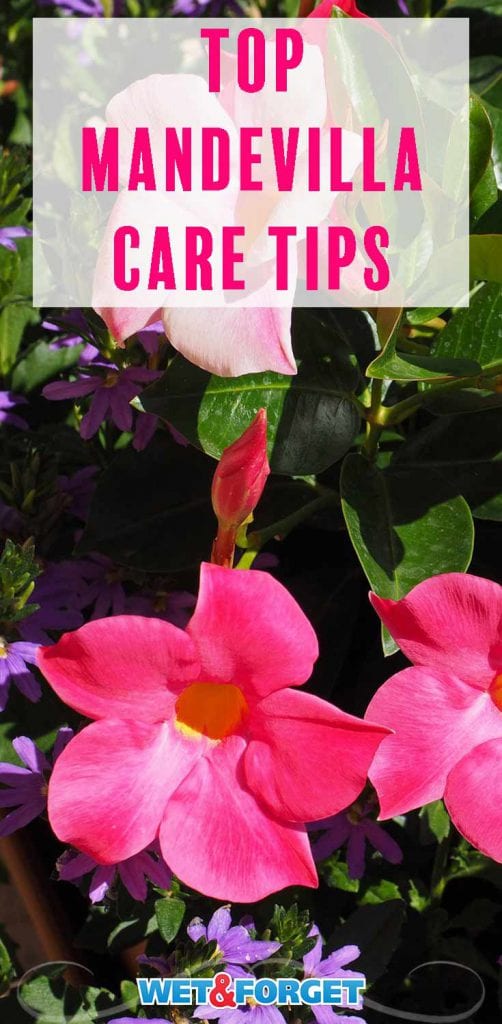 Beautiful Mandevilla Colors for Your Garden, Plus How-Tos | Life's ...