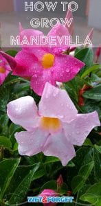 Beautiful Mandevilla Colors for Your Garden, Plus How-Tos | Life's ...