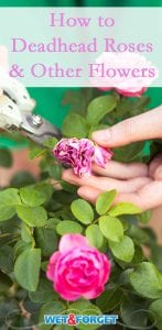 Deadheading Roses and Garden Flowers – Tips and How-tos | Life's Dirty ...