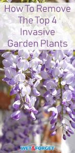 The Top 4 Invasive Garden Plants to Avoid and to Remove From Your ...