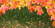 Fall Tree Care Tips – How to Prep Your Trees for Winter's Freeze | Life ...