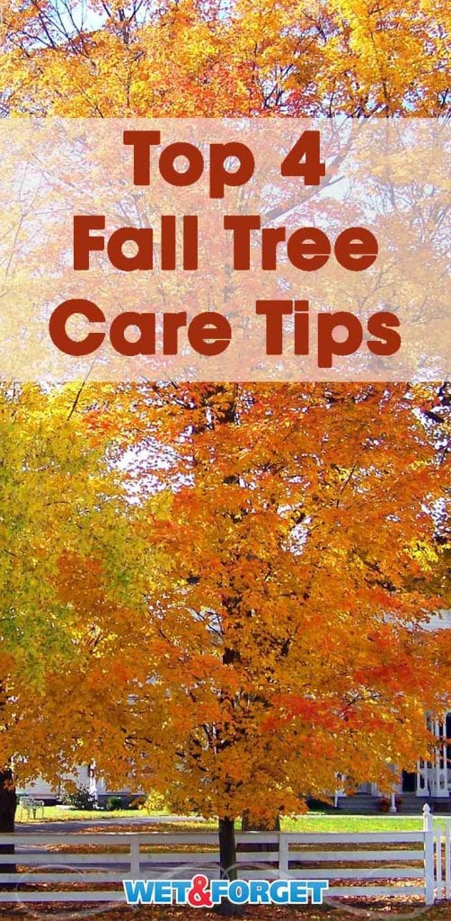 Fall Tree Care Tips – How to Prep Your Trees for Winter's Freeze | Life ...