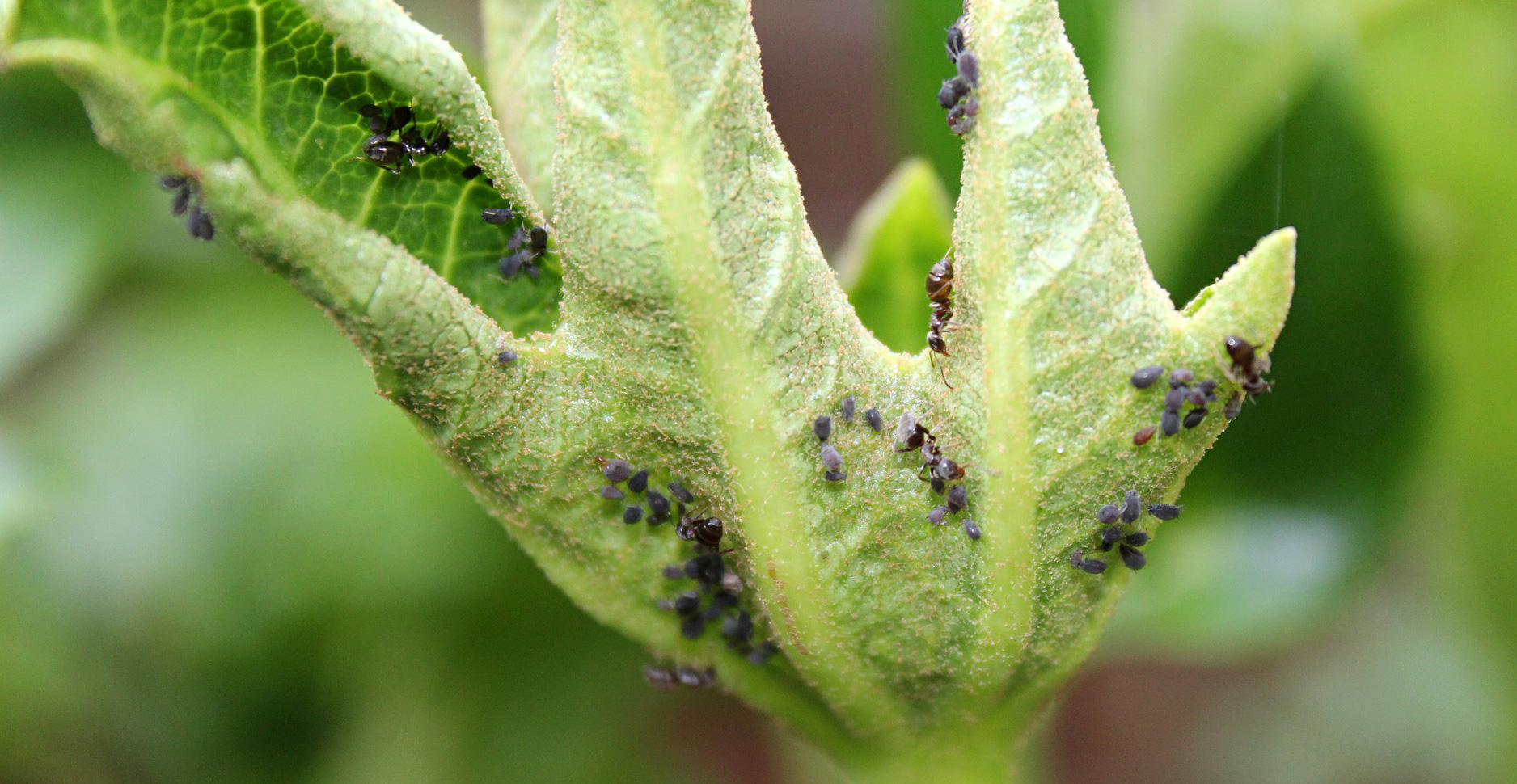 Fixes For The Most Common Succulent Pests And Diseases Life s Dirty