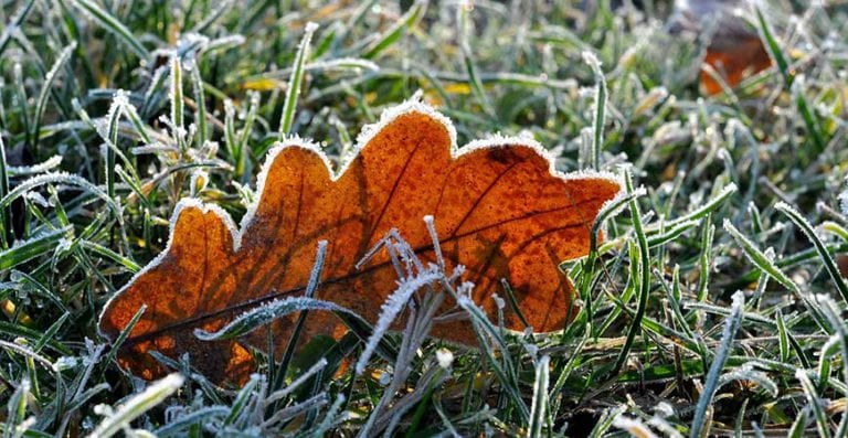 Top 5 Gardening Tasks to Do Before the First Frost Arrives | Life's ...