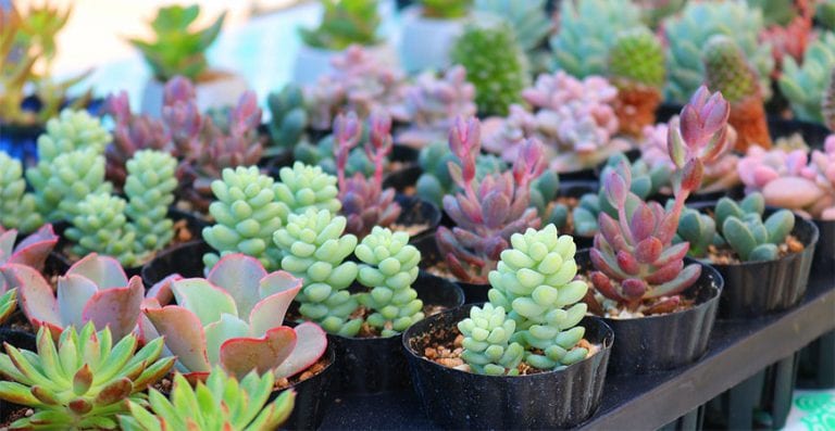 Easy Succulents for Beginners and How-tos for Indoor Gardeners | Life's ...