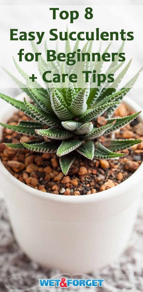 Easy Succulents for Beginners and How-tos for Indoor Gardeners | Life's ...
