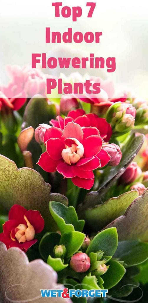 The Best Indoor Flowering Plants to Brighten Up Your Home | Life's ...