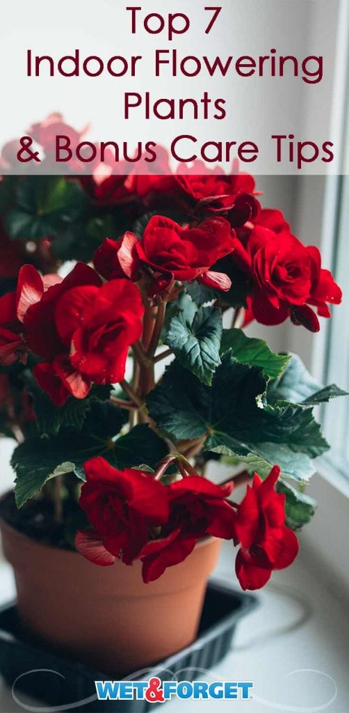 The Best Indoor Flowering Plants to Brighten Up Your Home | Life's ...