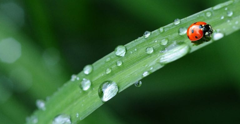 The Benefits of Ladybugs and How to Attract Them to Your Garden | Life ...
