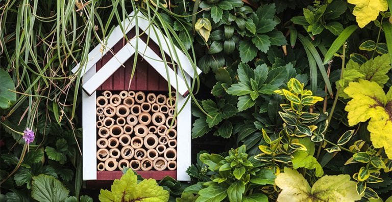 The Benefits of Ladybugs and How to Attract Them to Your Garden | Life ...