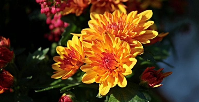 Fall Blooming Flowers for a Beautiful Autumn Garden | Life's Dirty ...