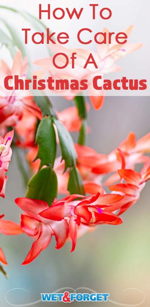 How to Care for a Christmas Cactus | Life's Dirty. Clean Easy.