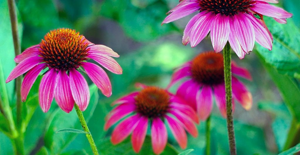 Grow & Care for Coneflowers: A How To Guide | Life's Dirty. Clean Easy.