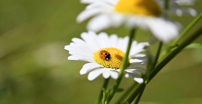 How to Attract Beneficial Garden Insects That Are Good for Your Garden ...