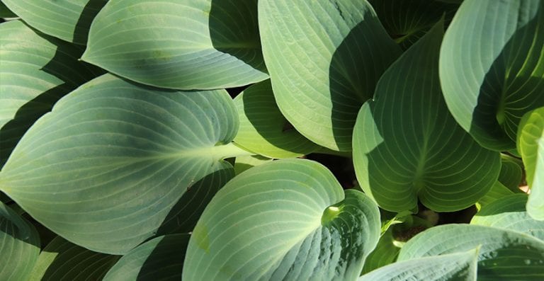 Hosta Care: How to Grow Hostas for a Beautiful Shade Garden | Life's ...